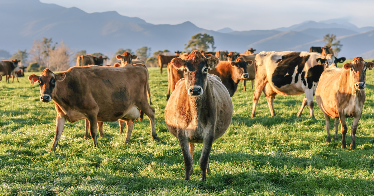Life as a Dairy Cow, Teacher Guides | Dairy Australia