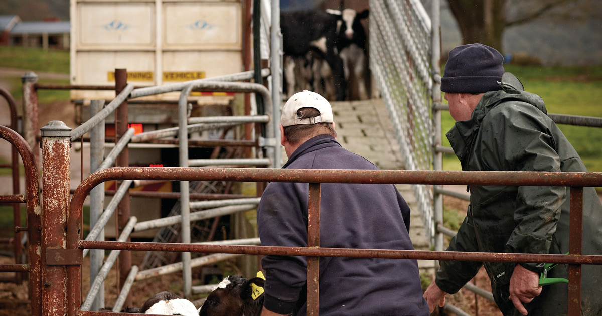 Transporting Calves | Dairy Australia