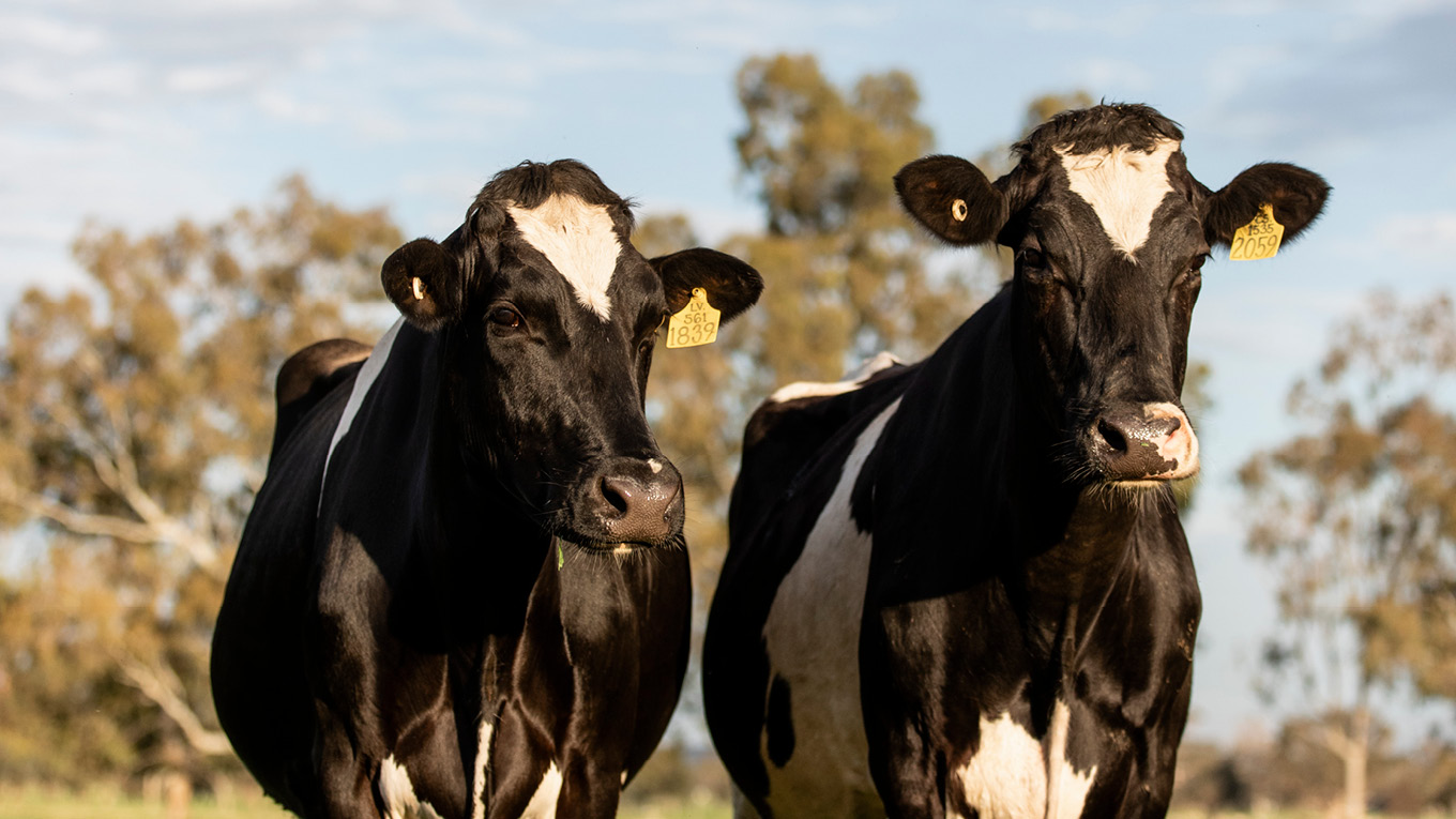Dairy Farm Monitor Project | Dairy Australia